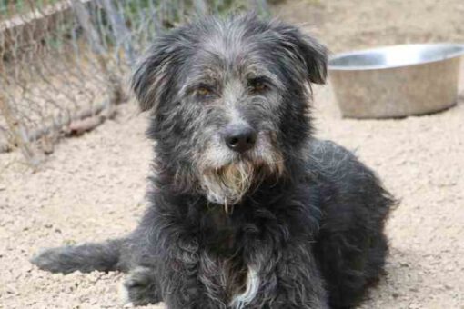 Hunderassen - streunerherzen