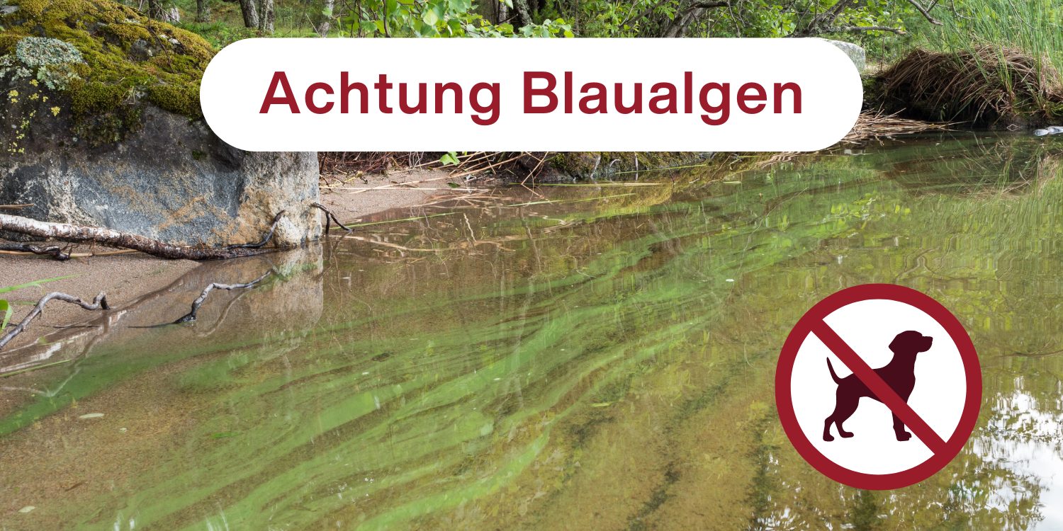 Erstaunlich Blaualgen Hund Symptome Bilder